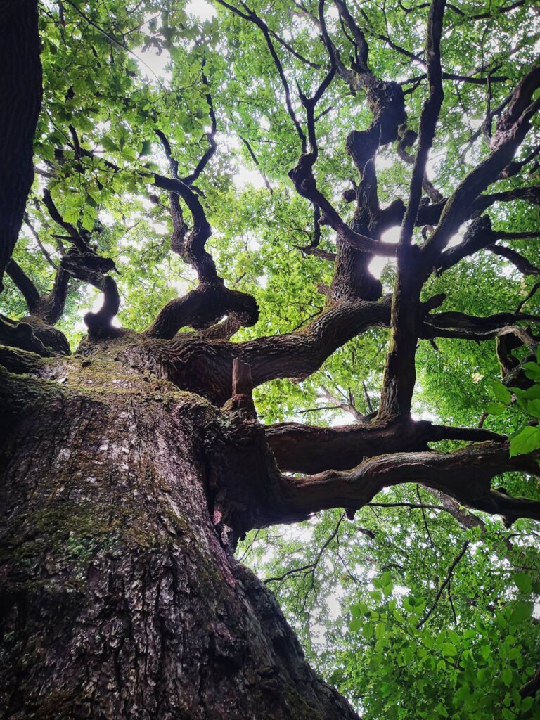 THE ENDless FOREST - a documentary - GlobalGiving