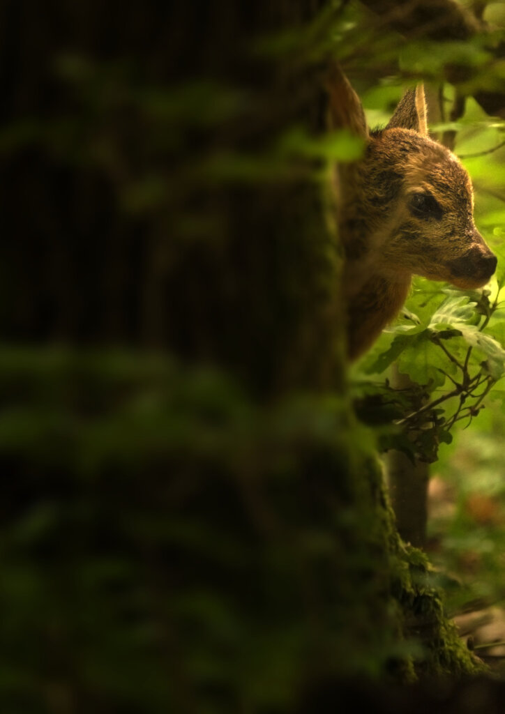 THE ENDless FOREST - a documentary - GlobalGiving