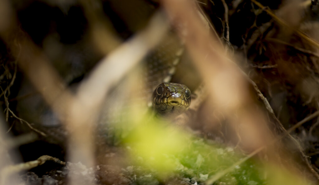 THE ENDless FOREST - a documentary - GlobalGiving