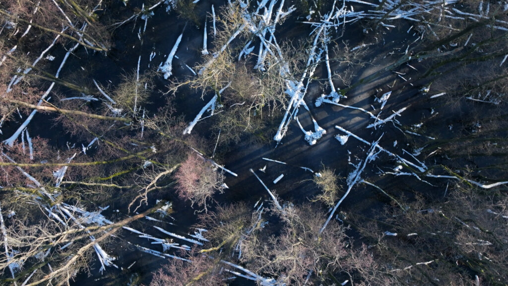 THE ENDless FOREST - a documentary - GlobalGiving