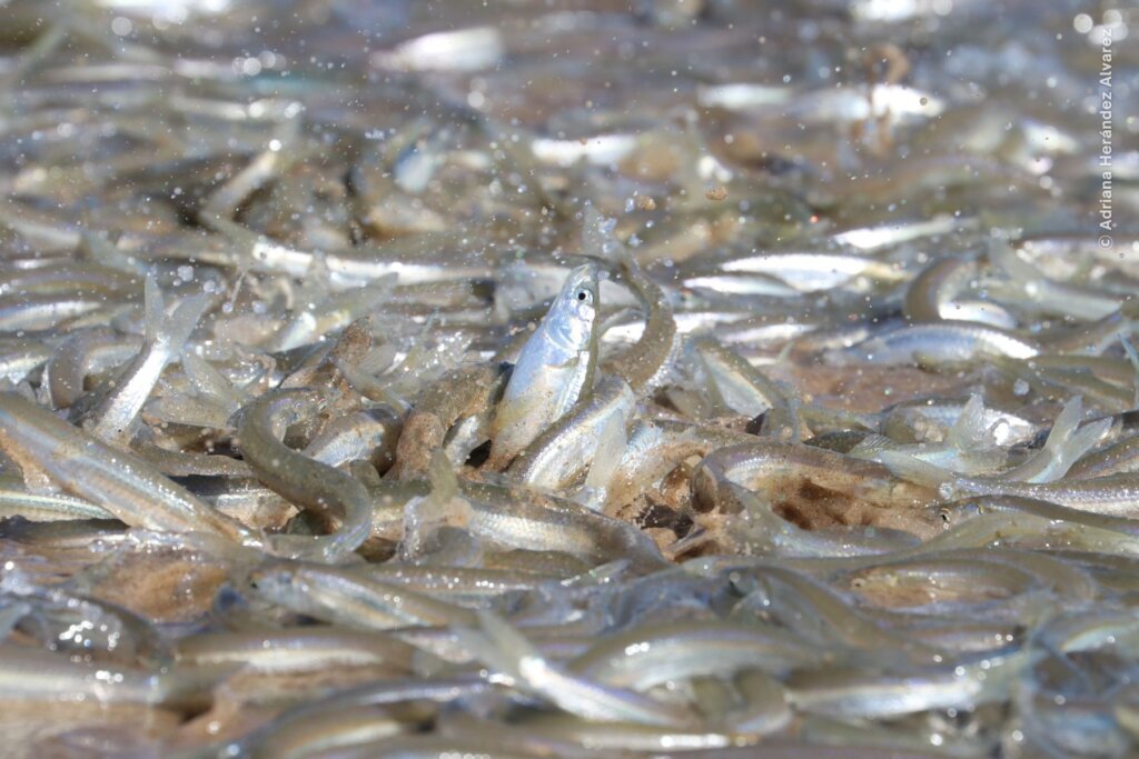 Empower Women to Save the Red Knot in Mexico - GlobalGiving