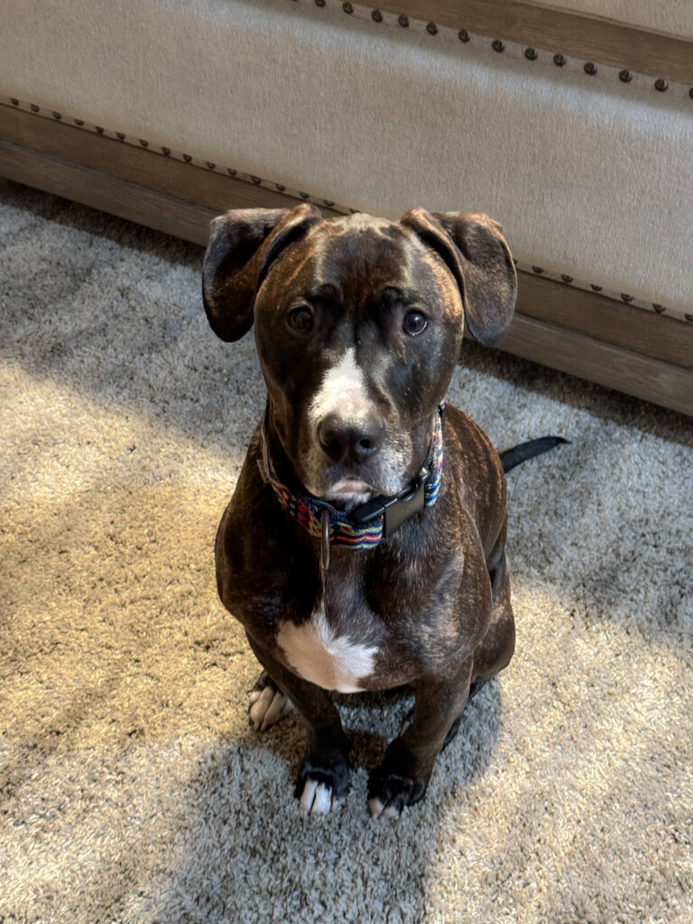 Give Central Valley Dogs a Second Chance - GlobalGiving