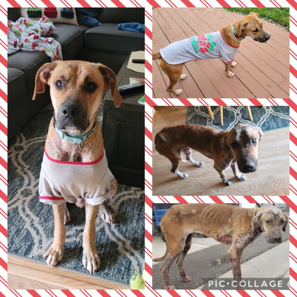 Give Central Valley Dogs a Second Chance - GlobalGiving