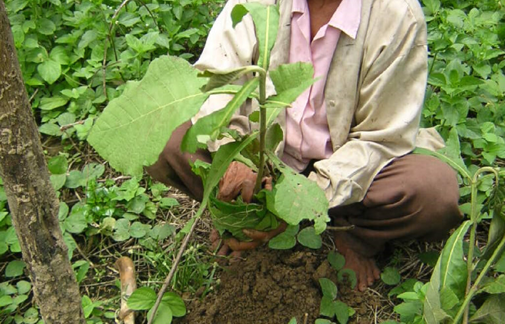 Reports on Reforestation for Natural Disaster Mitigation - GlobalGiving