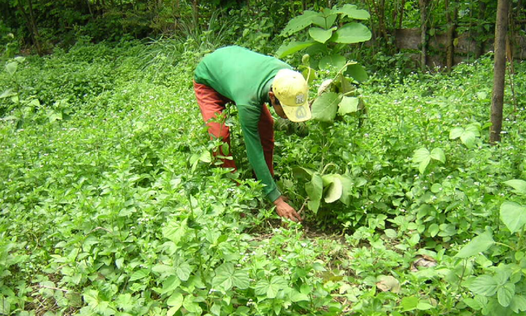 Reports on Reforestation for Natural Disaster Mitigation - GlobalGiving
