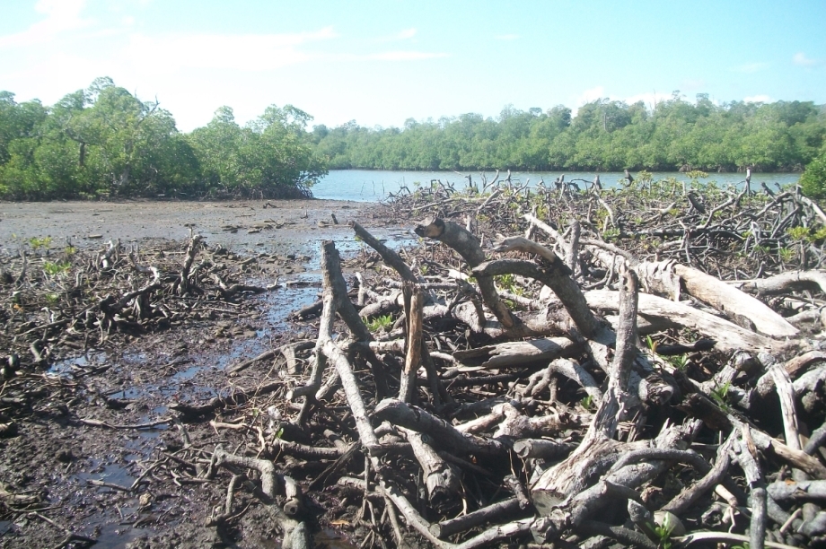 Reforestation for Natural Disaster Mitigation - Giving Compass
