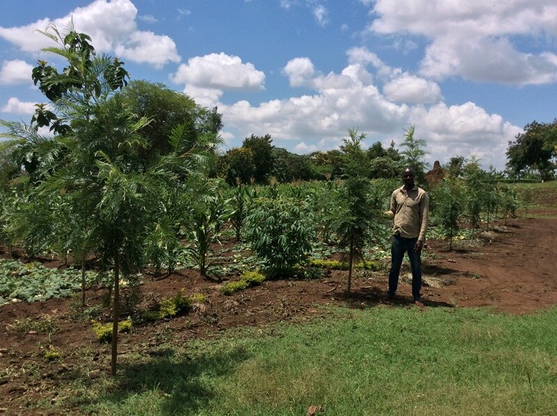 Offsetting CO2 by planting trees in Tanzania. - GlobalGiving
