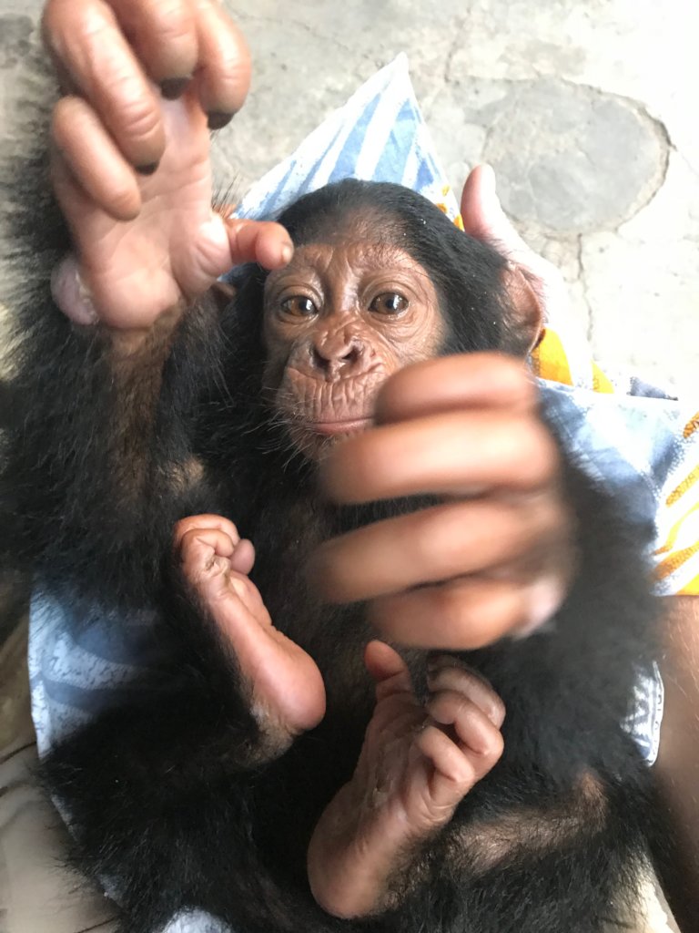 Care for Chimp Infants Confiscated from Poachers - GlobalGiving