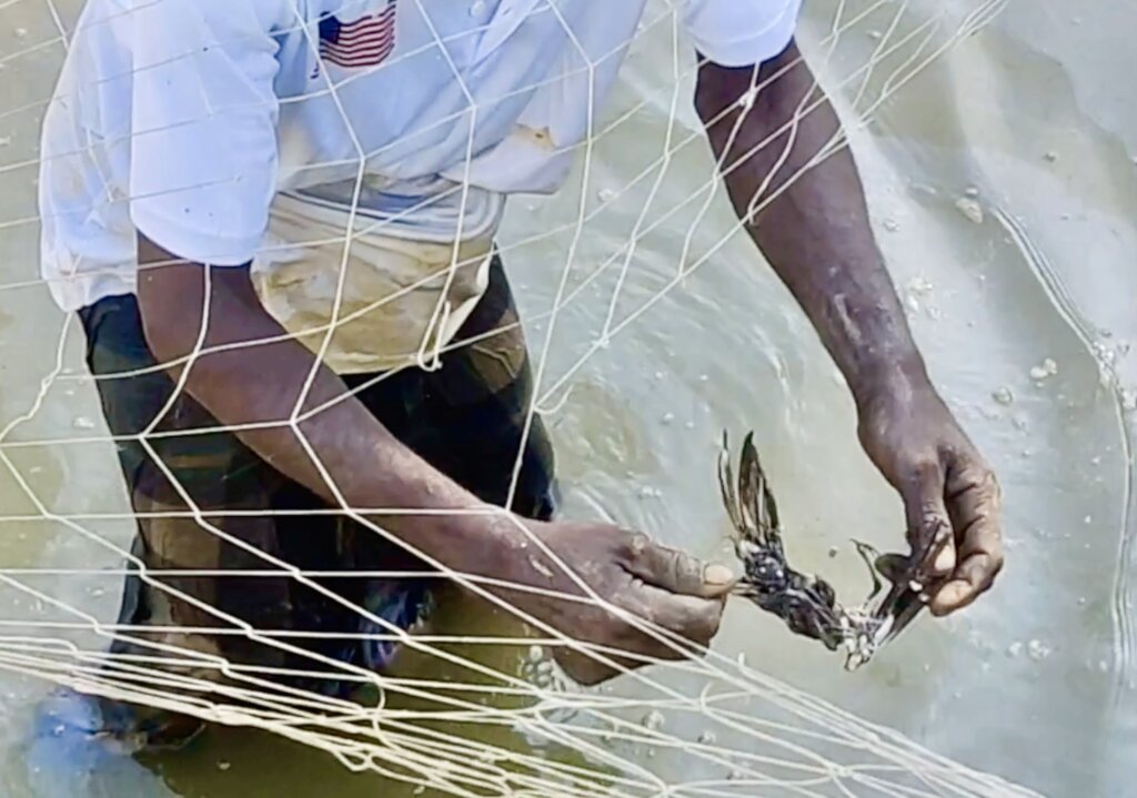 Save Innocent Birds Trapped in Deadly Nets - GlobalGiving