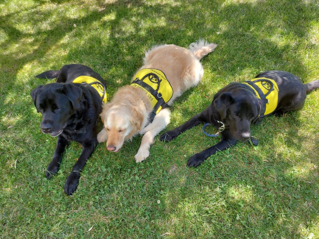 Help children and youths get assistance dogs - GlobalGiving