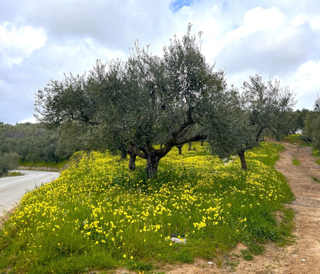 Enhancing the Resilience of Greek Olive Growers - GlobalGiving Enhancing the Resilience of Greek Olive Growers - GlobalGiving