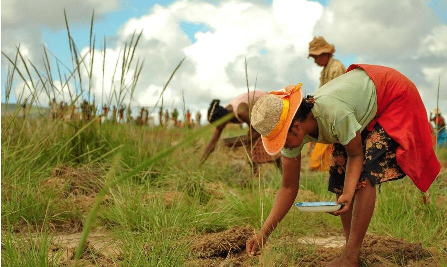 Donate to Earth Day 2025 - WE plant trees, YOU Fly Greener - GlobalGiving