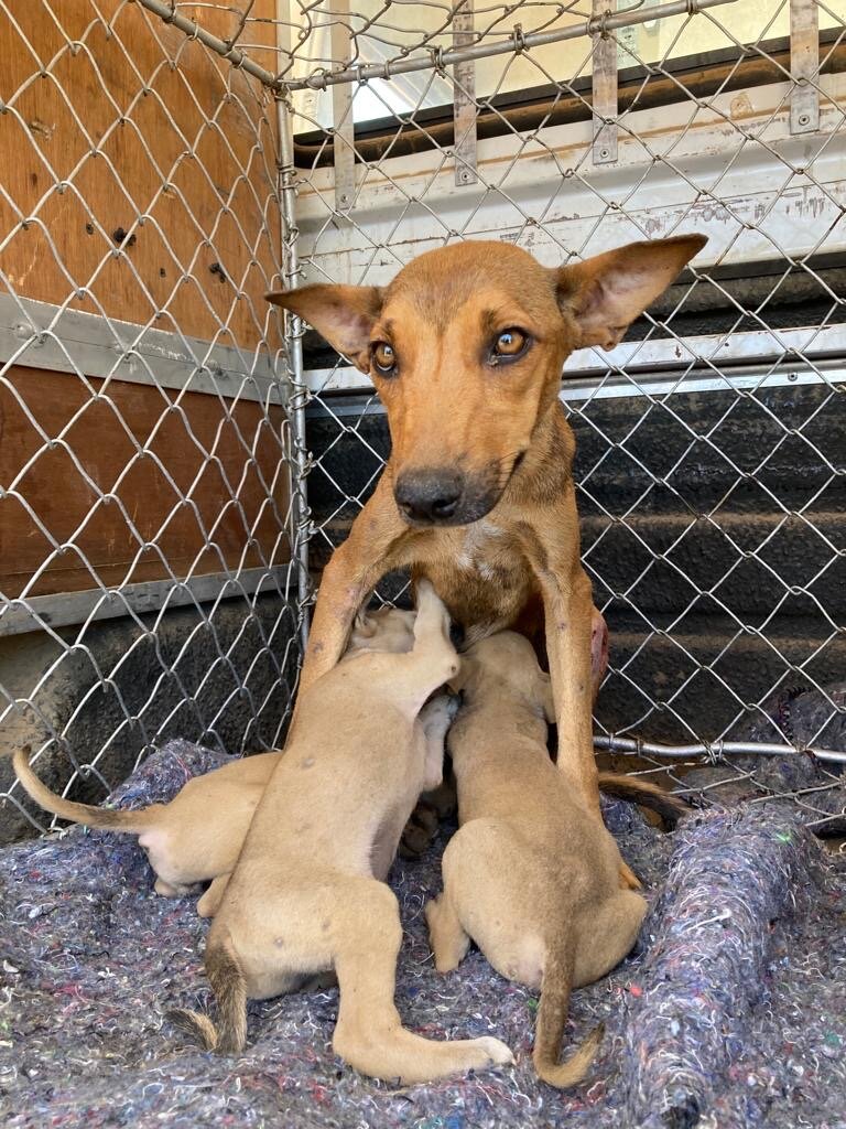 Build a community vet clinic in rural South Africa - GlobalGiving