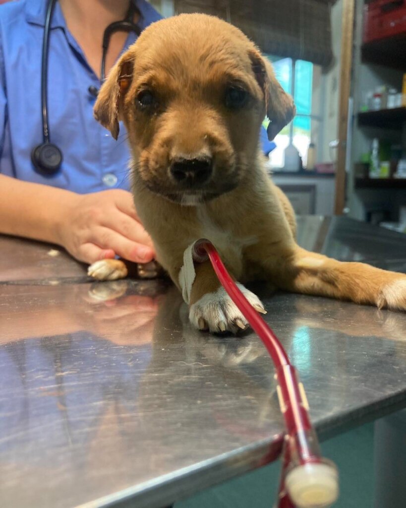 Build a community vet clinic in rural South Africa - GlobalGiving