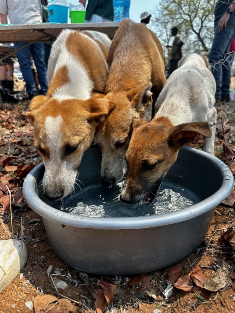 Build a community vet clinic in rural South Africa - GlobalGiving