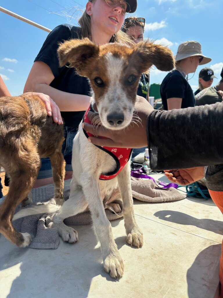 Build a community vet clinic in rural South Africa - GlobalGiving
