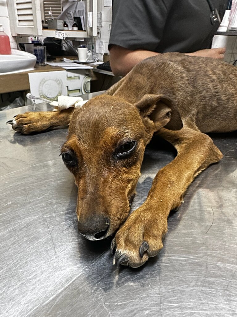 Build a community vet clinic in rural South Africa - GlobalGiving