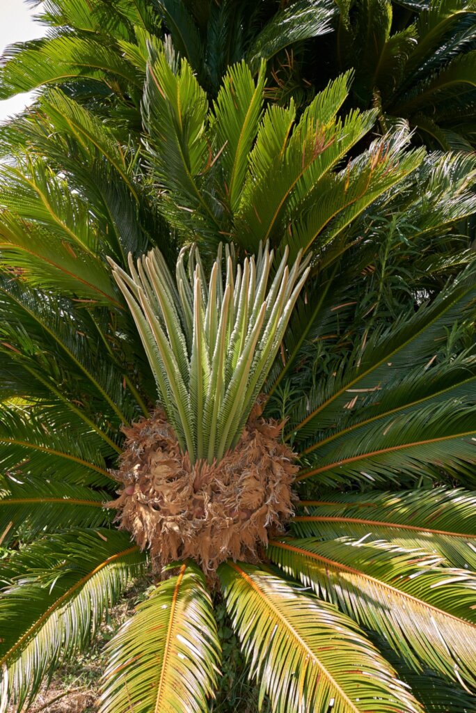 To preserve endangered species of Cycas beddomei - GlobalGiving
