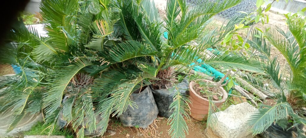 To preserve endangered species of Cycas beddomei - GlobalGiving