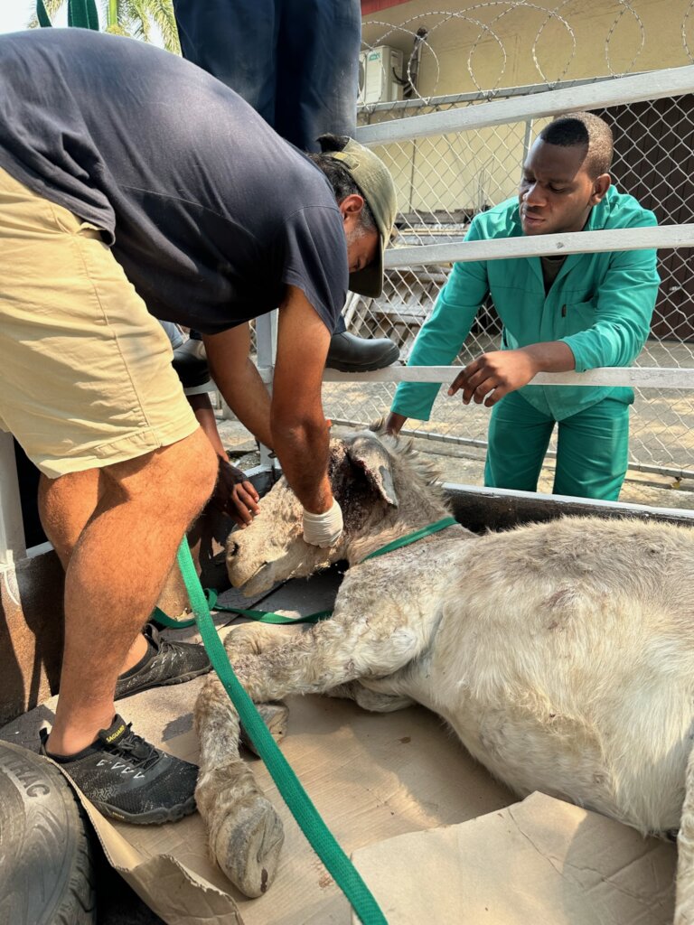 Animal Treatment Fund - GlobalGiving