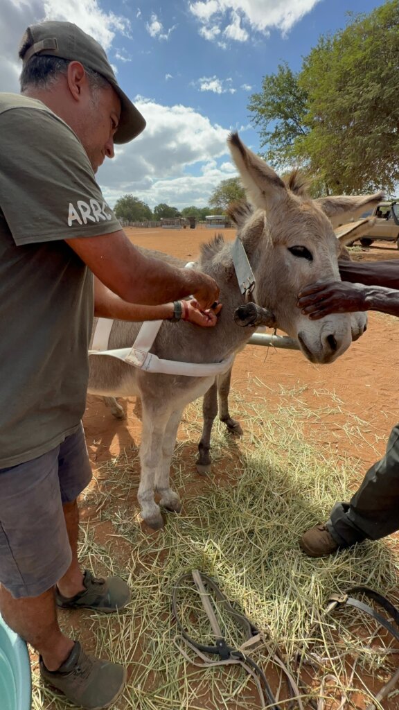 Animal Treatment Fund - GlobalGiving