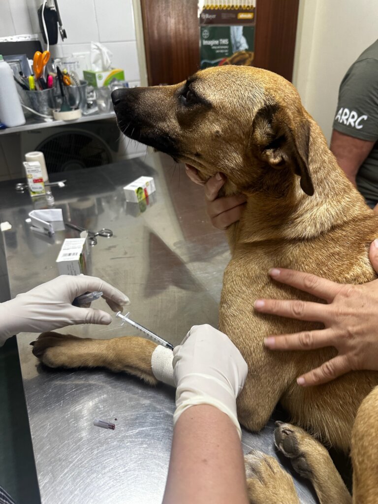 Animal Treatment Fund - GlobalGiving