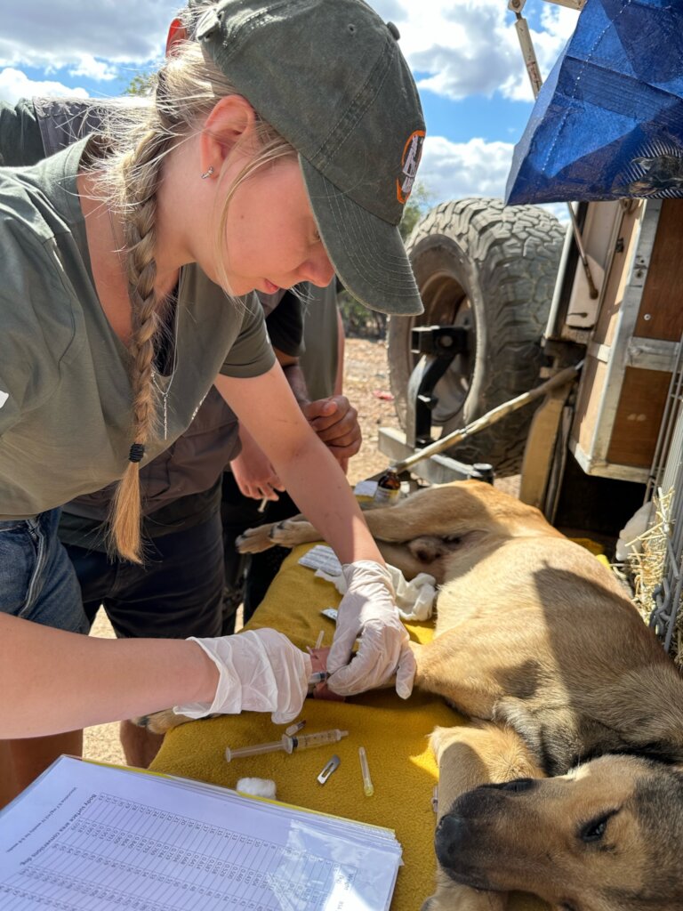 Animal Treatment Fund - GlobalGiving