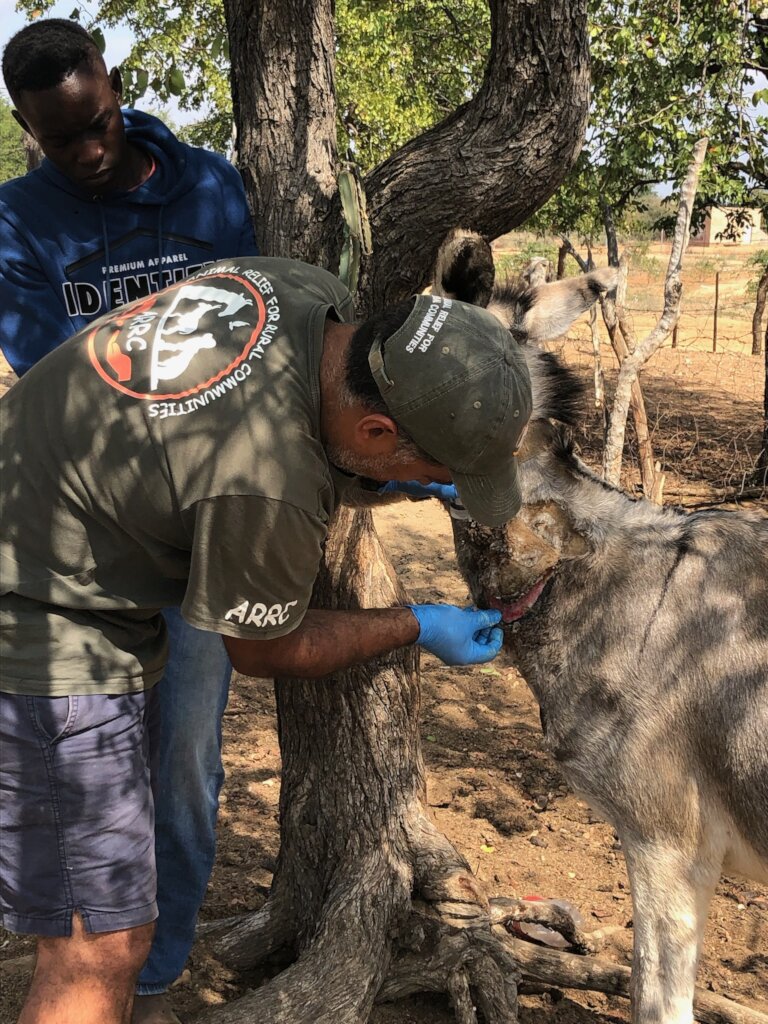 Animal Treatment Fund - GlobalGiving