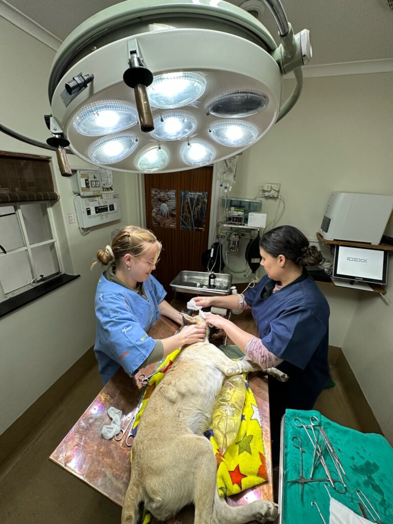 Animal Treatment Fund - GlobalGiving