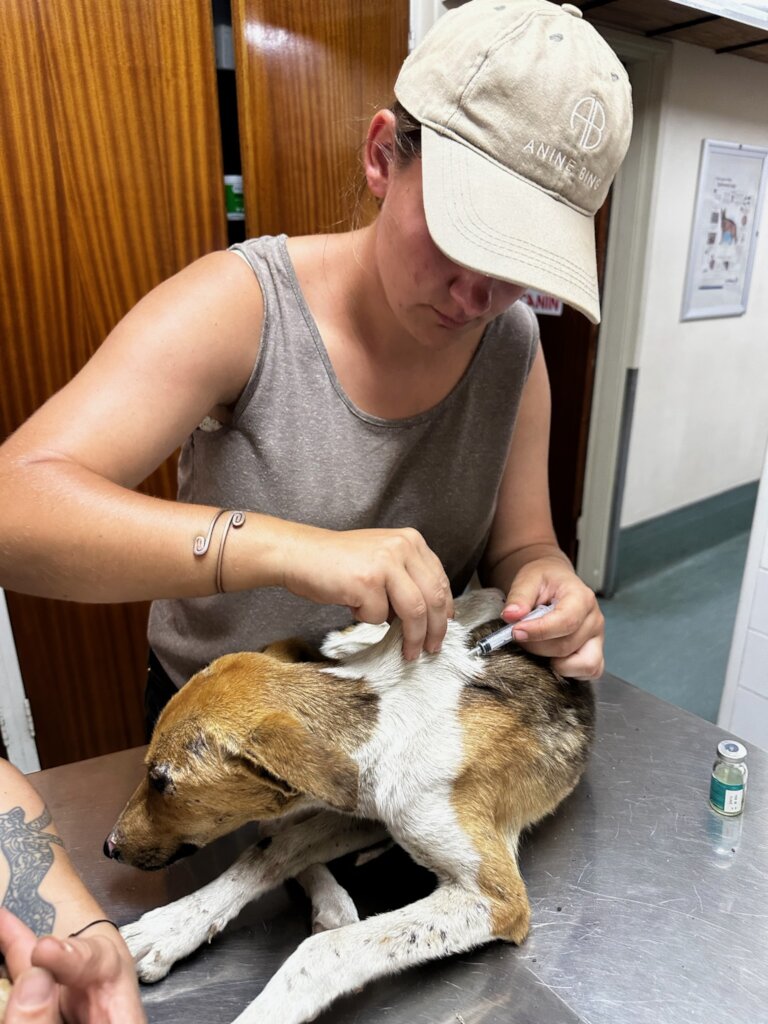 Animal Treatment Fund - GlobalGiving