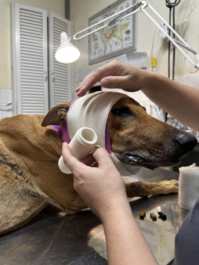 Animal Treatment Fund - GlobalGiving