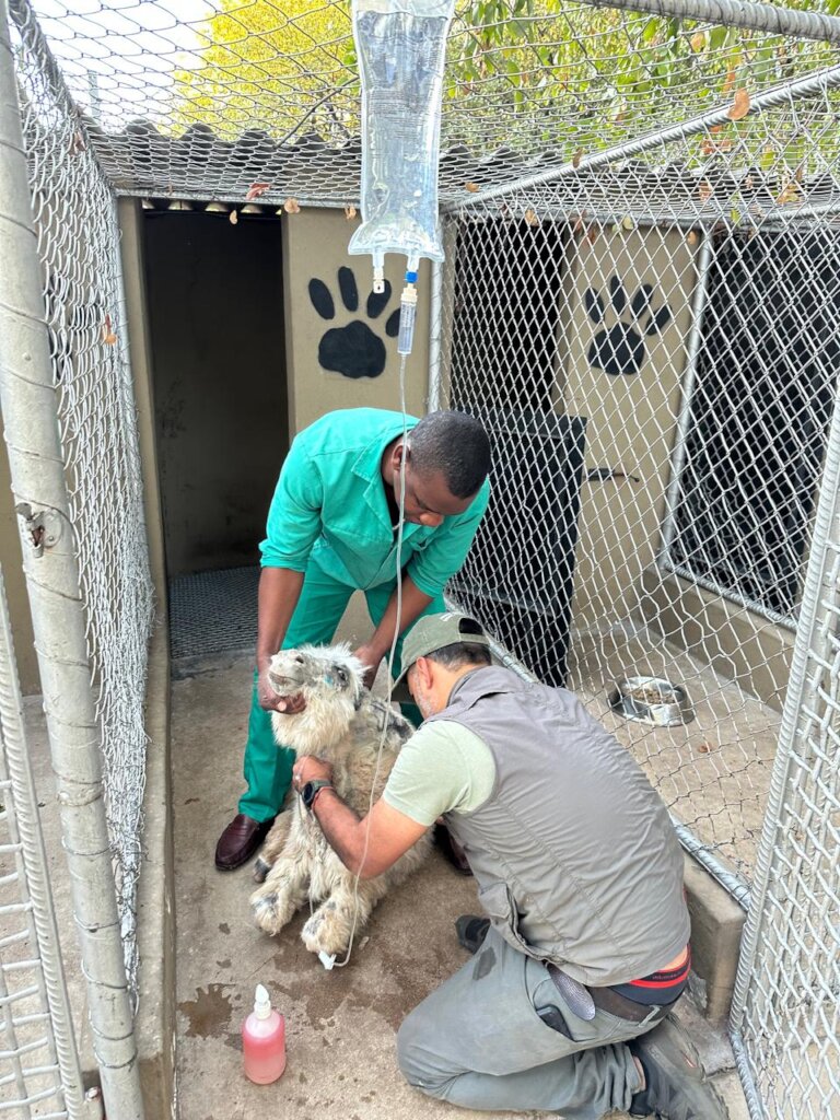 Animal Treatment Fund - GlobalGiving