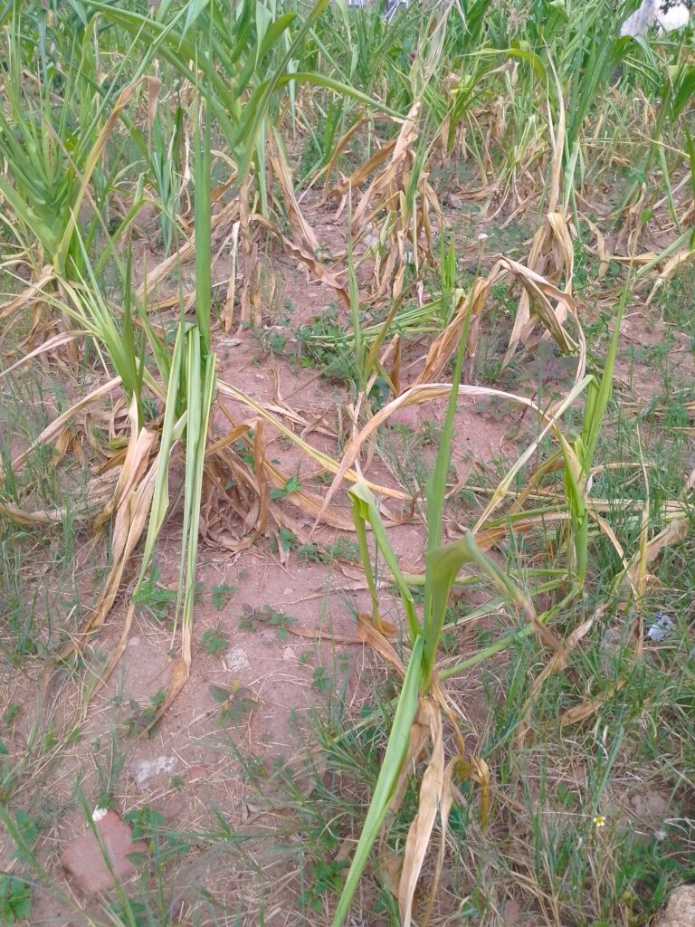 Help 500 EL-NINO drought victims in Zimbabwe - GlobalGiving