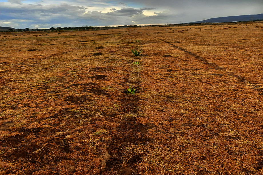 Protective Fencing To Prevent Land Piracy in Kenya - GlobalGiving