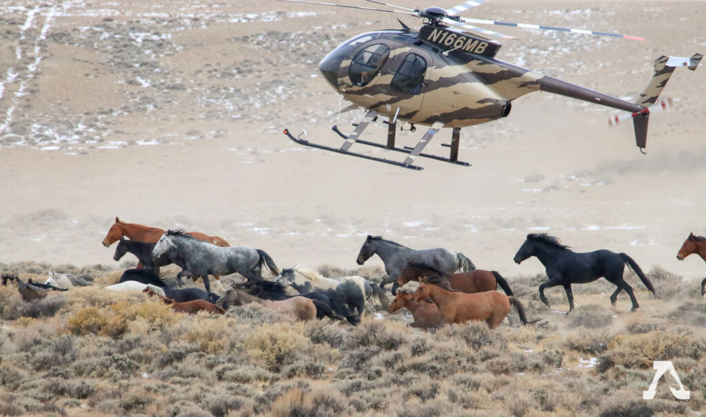 Donate to Wild Horse Roundup Watch: Hold the BLM Accountable - GlobalGiving