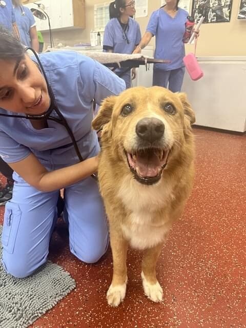 Save Homeless Cats and Dogs in the Cayman Islands - GlobalGiving