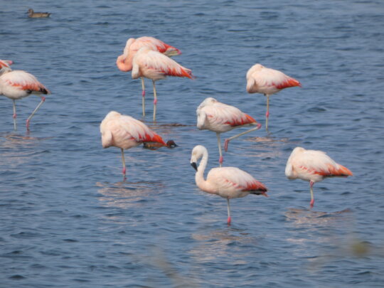 Community-Driven Conservation of Peru's Dry Forest - GlobalGiving