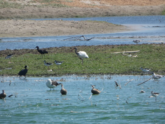Community-Driven Conservation of Peru's Dry Forest - GlobalGiving