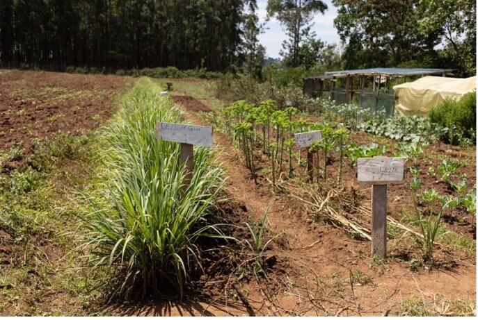 Teach permaculture& Fight Food Insecurity in Kenya - GlobalGiving