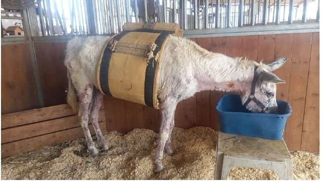 Appeal to Save the Donkeys of Gaza - GlobalGiving