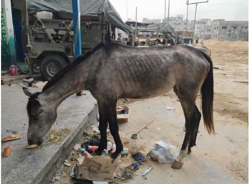 Appeal to Save the Donkeys of Gaza - GlobalGiving