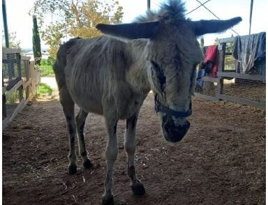 Appeal to Save the Donkeys of Gaza - GlobalGiving