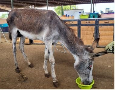 Appeal to Save the Donkeys of Gaza - GlobalGiving