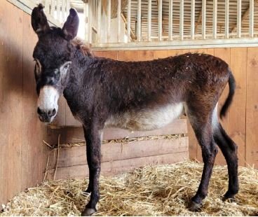Appeal to Save the Donkeys of Gaza - GlobalGiving