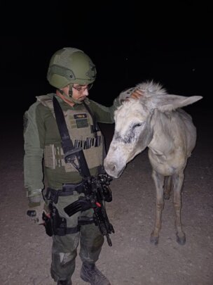 Appeal to Save the Donkeys of Gaza - GlobalGiving