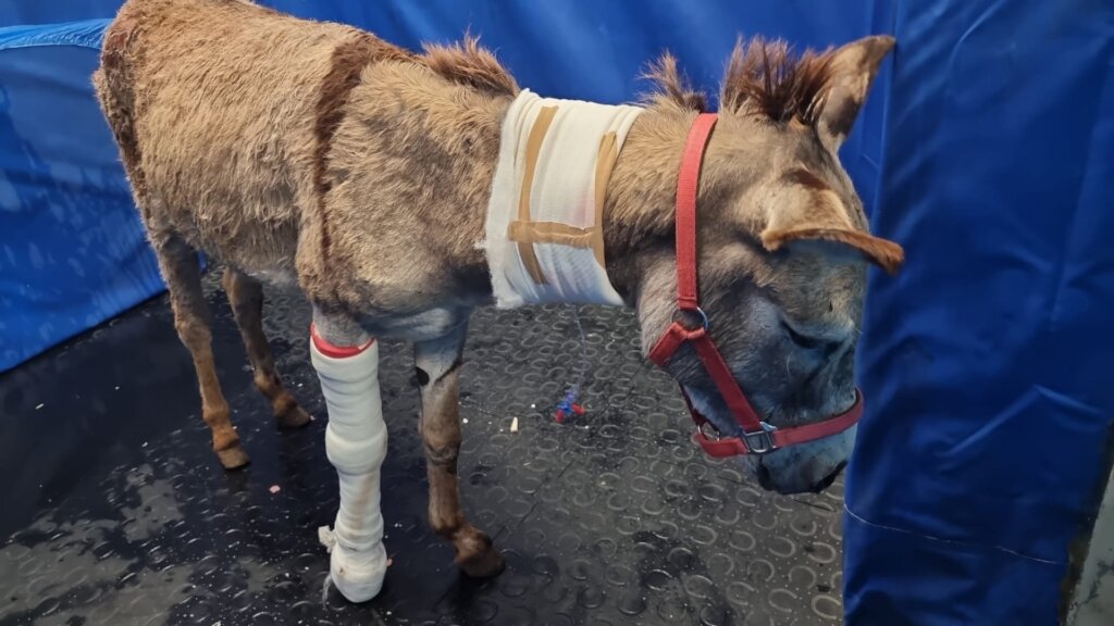 Appeal to Save the Donkeys of Gaza - GlobalGiving