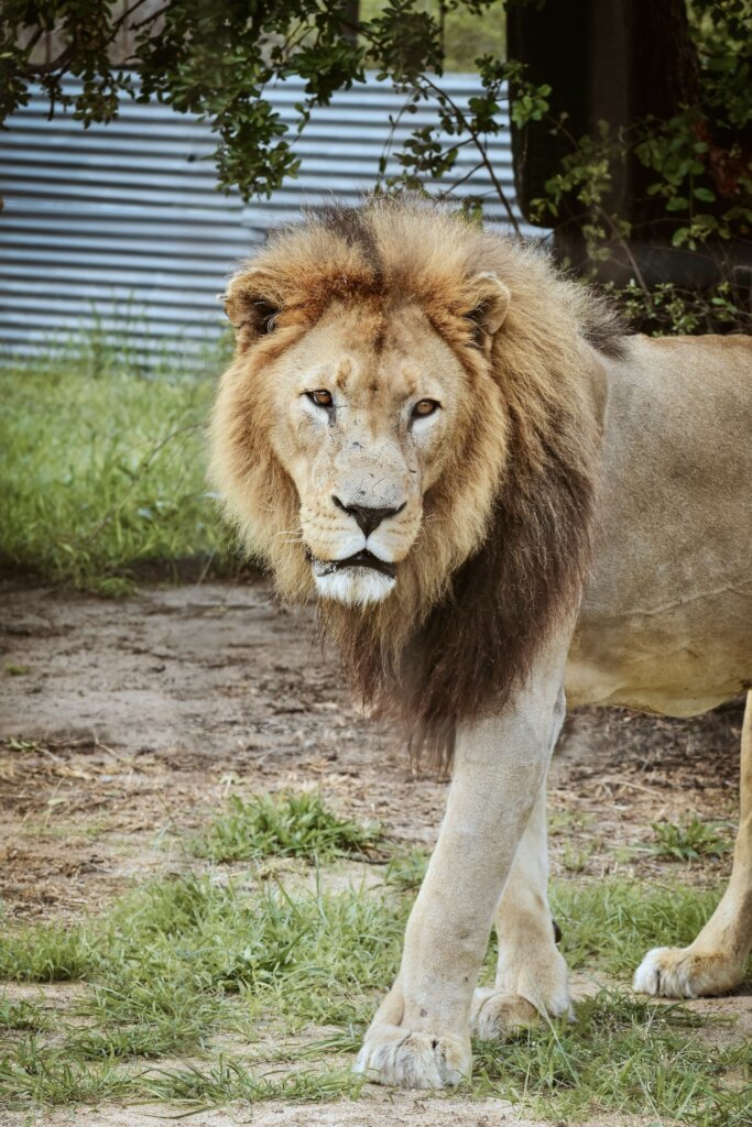 Give Telo the Life He Deserves - GlobalGiving