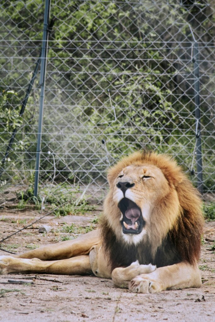 Give Telo the Life He Deserves - GlobalGiving