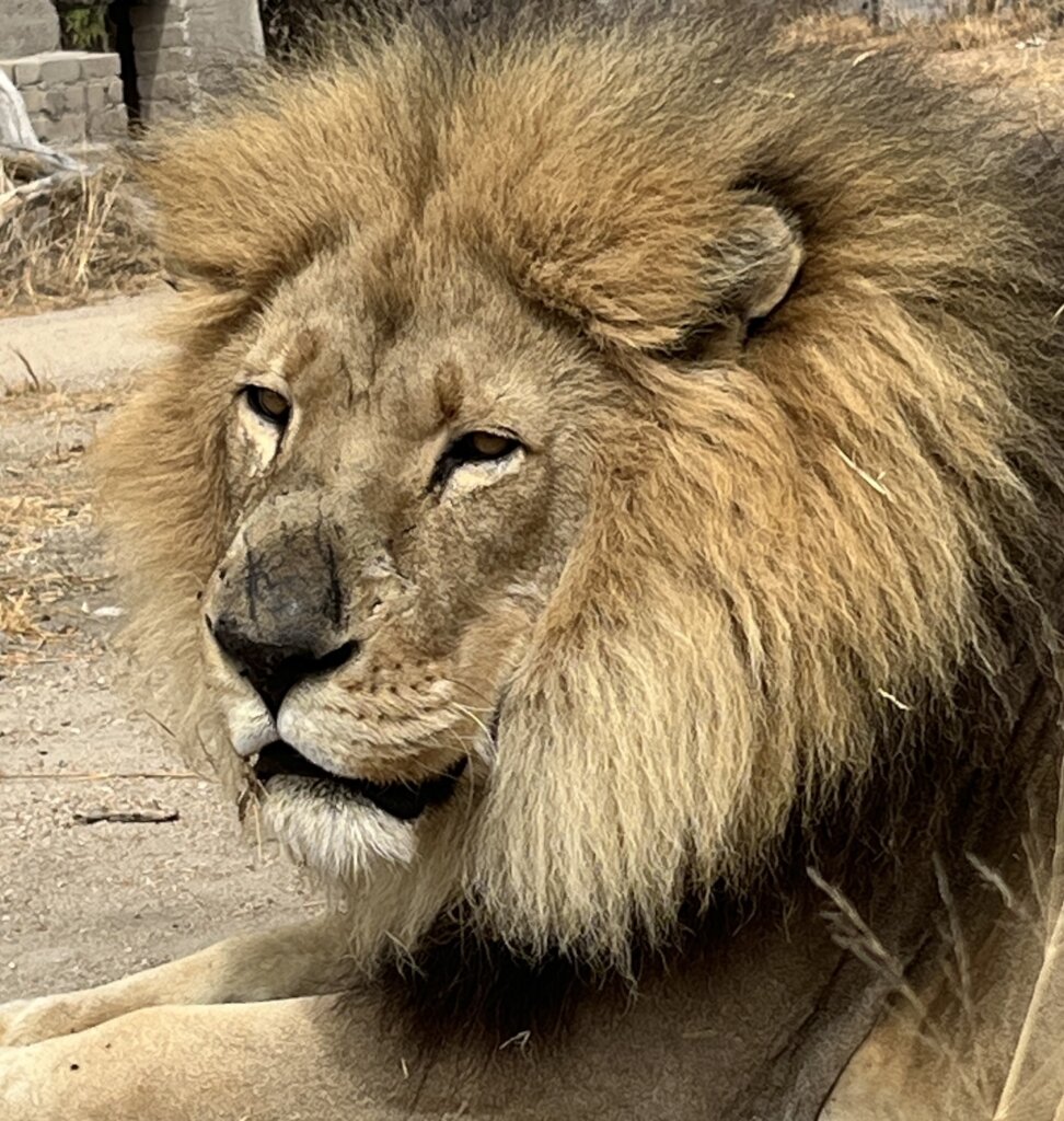 Give Telo the Life He Deserves - GlobalGiving