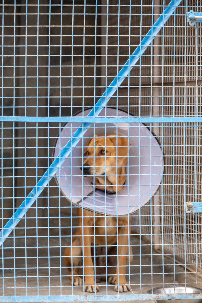 Spay Neuter India's 5000 Stray Dogs and Cats - GlobalGiving